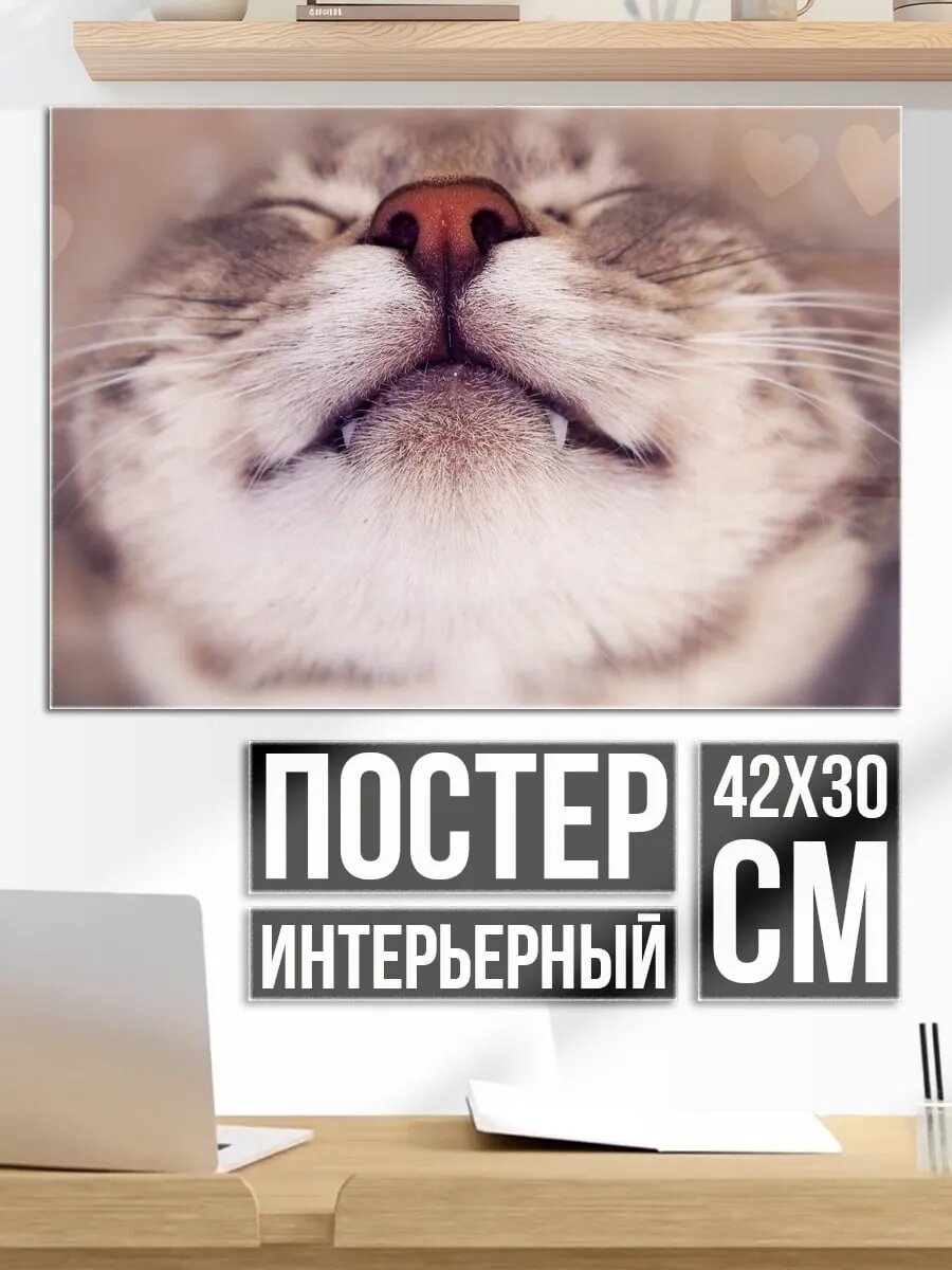 Плакат постер Спящий кот