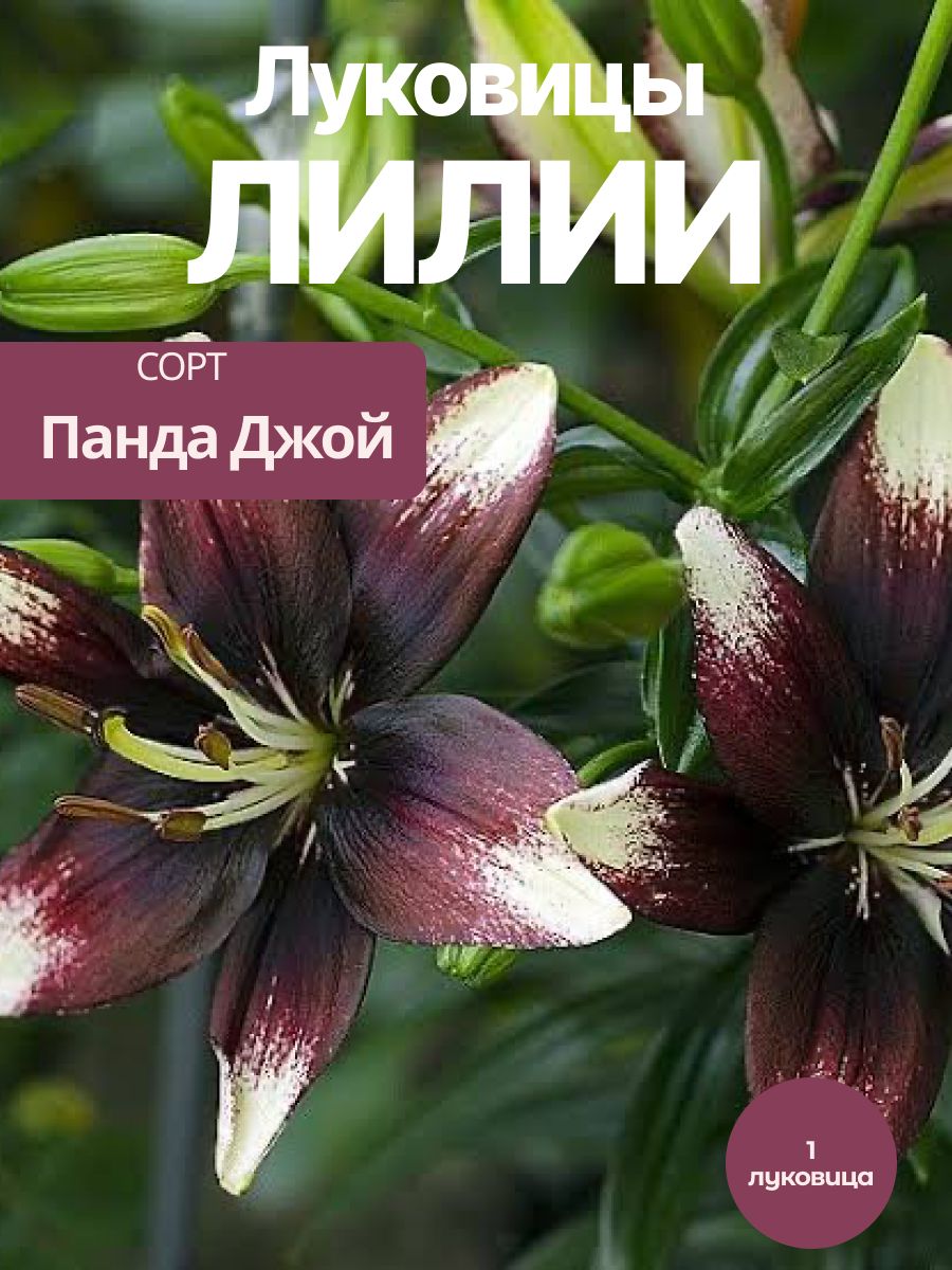 Луковицы Лилии Панда Джой 1 шт