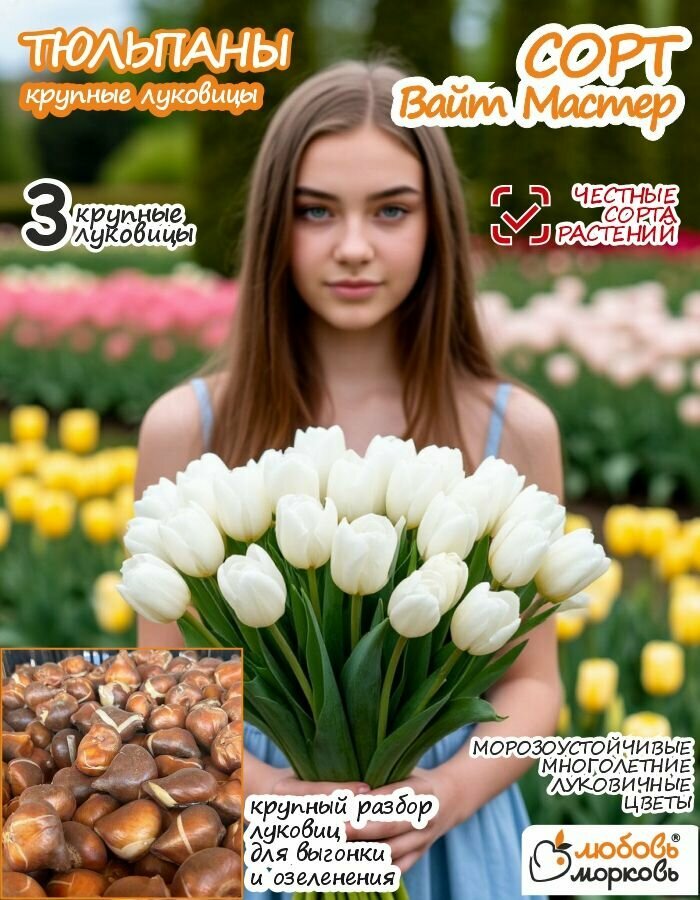 Тюльпан Луковица Вайт Мастер 3 шт крупные