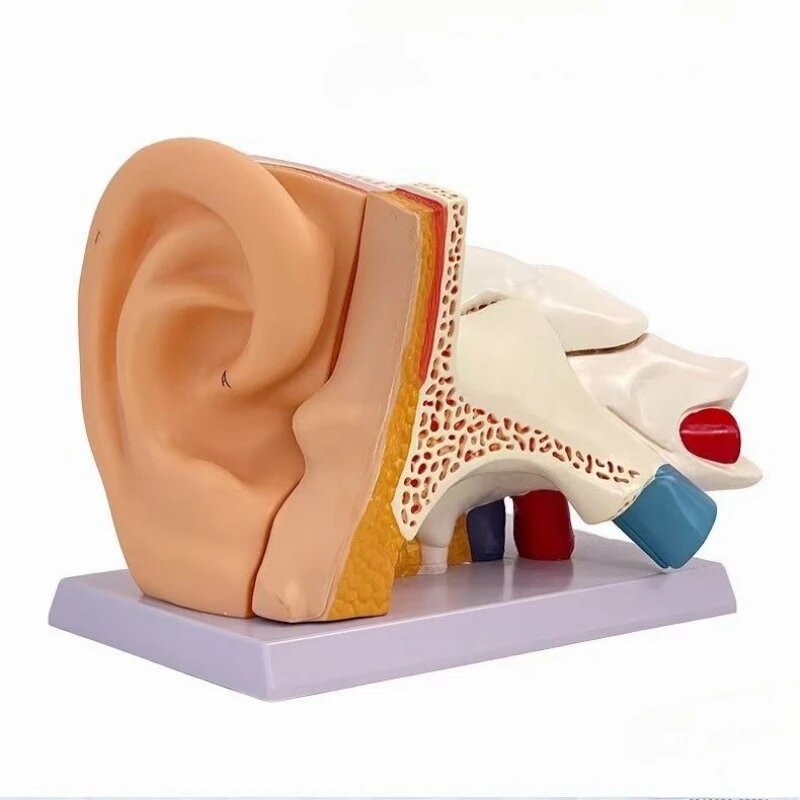 Анатомическая модель уха 5x увеличения