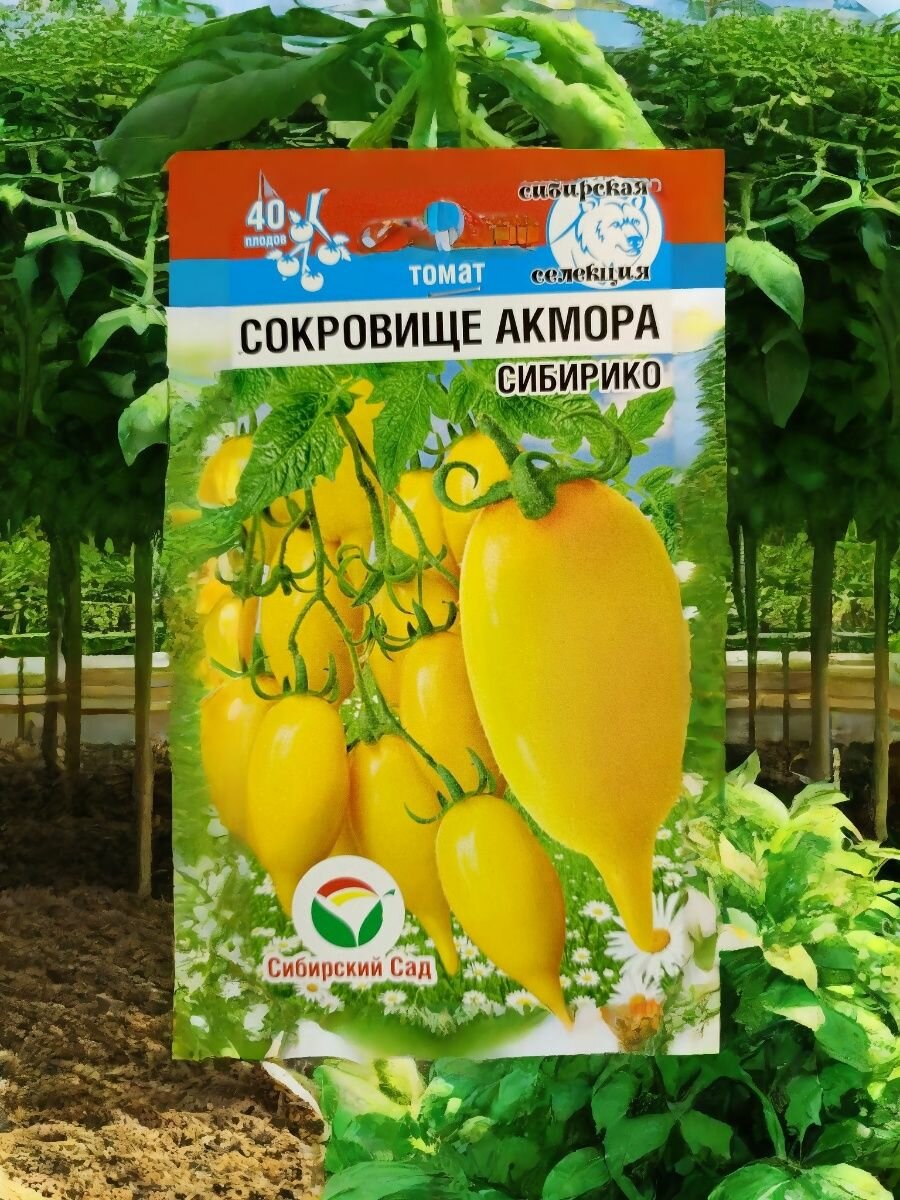 Семена коктейльного томата - Сокровище Акмора Сибирико ( кистевой. многоплодный) Агрофирма Сибирский Сад.