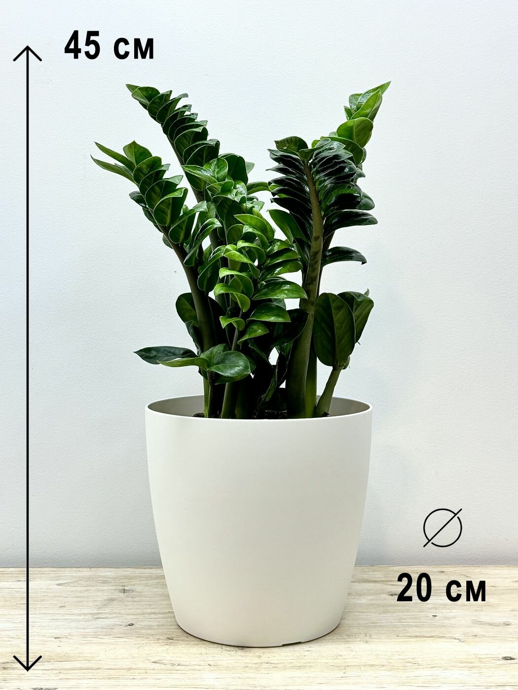 Замиокулькас Зензи в пластиковом белом кашпо, высота 45-50см