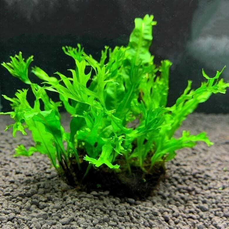 Живое аквариумное растение Папоротник Тайландский Винделова отросток 2-3 листа