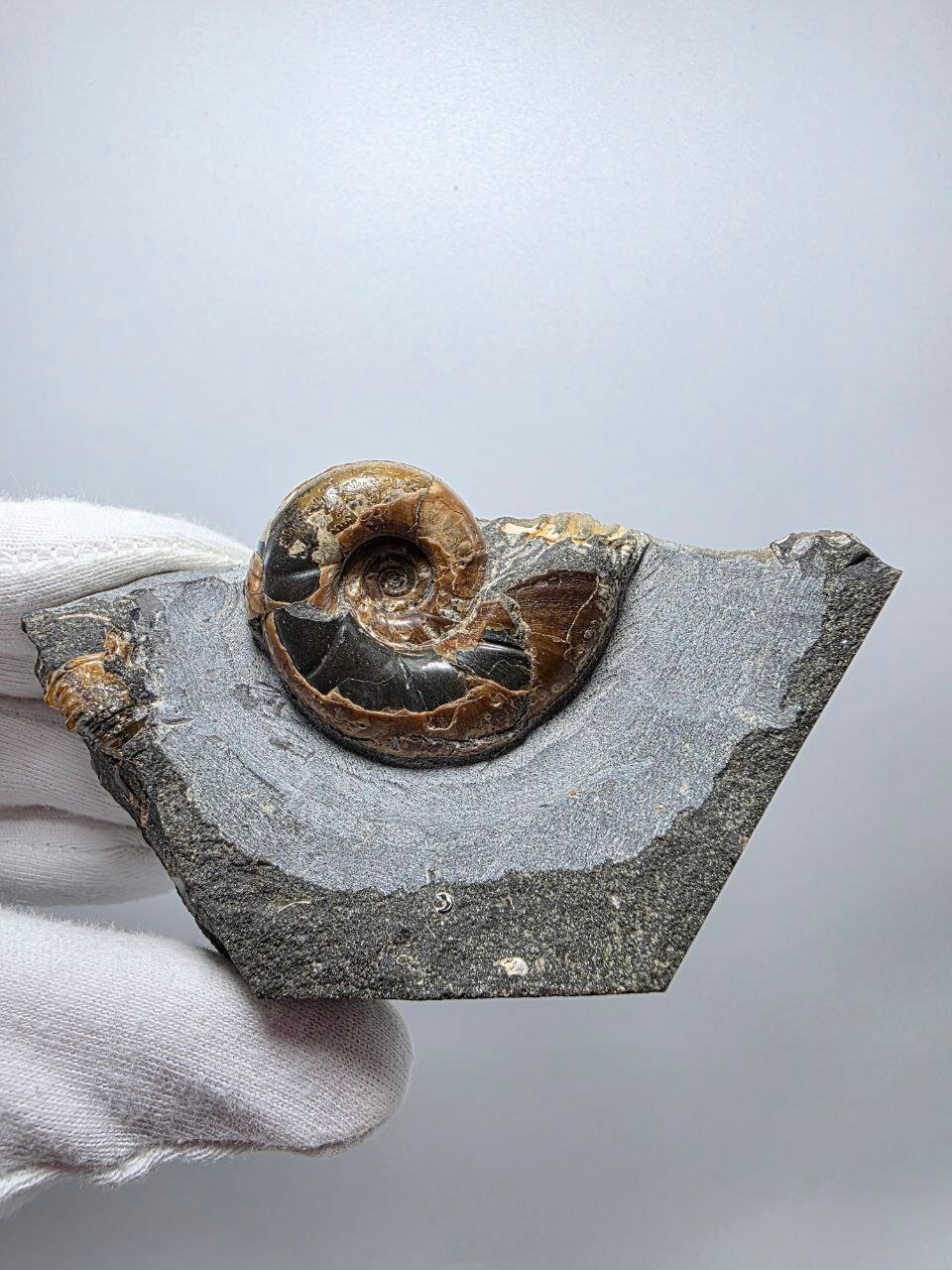 Аммонит перламутровый в породе 38 мм, 208 г.