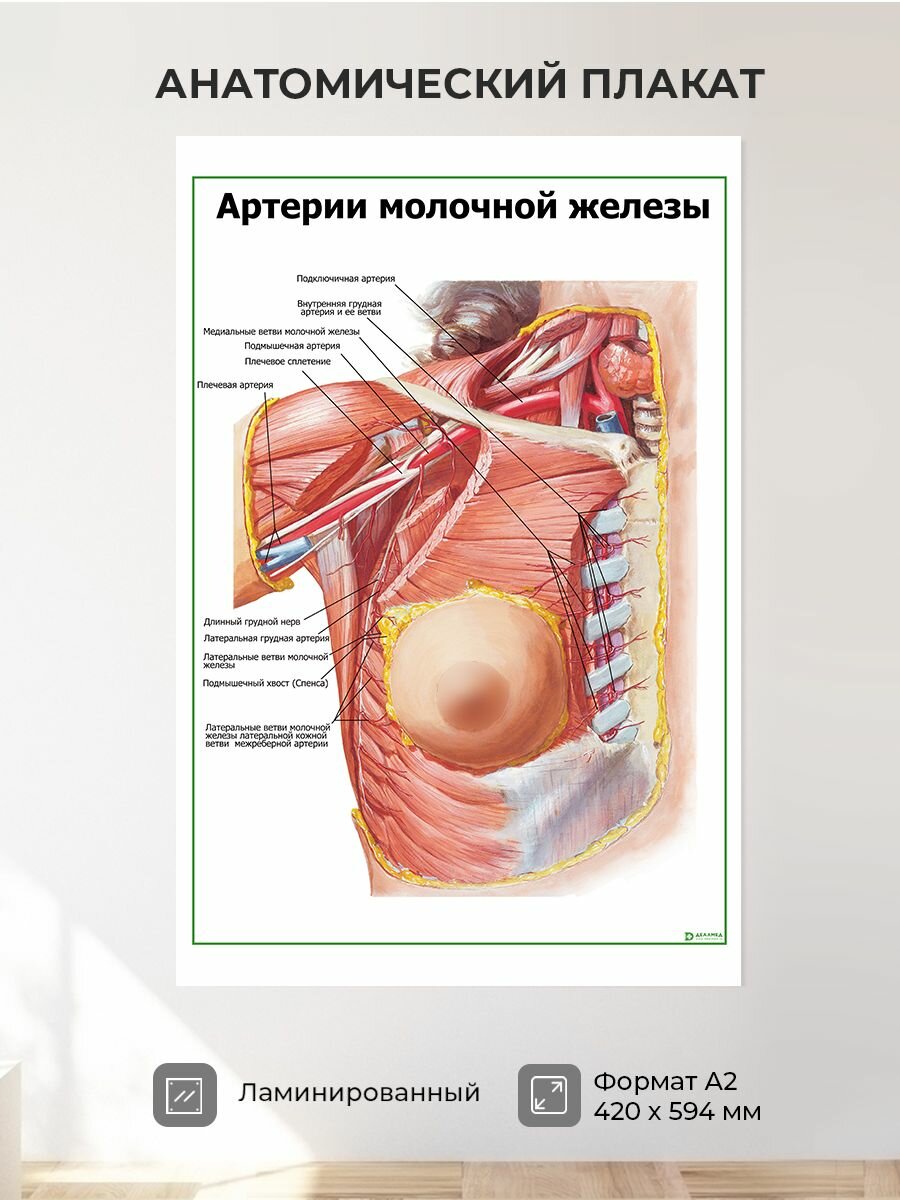 Обучающий медицинский плакат ламинированный формат А2 Артерии молочной железы