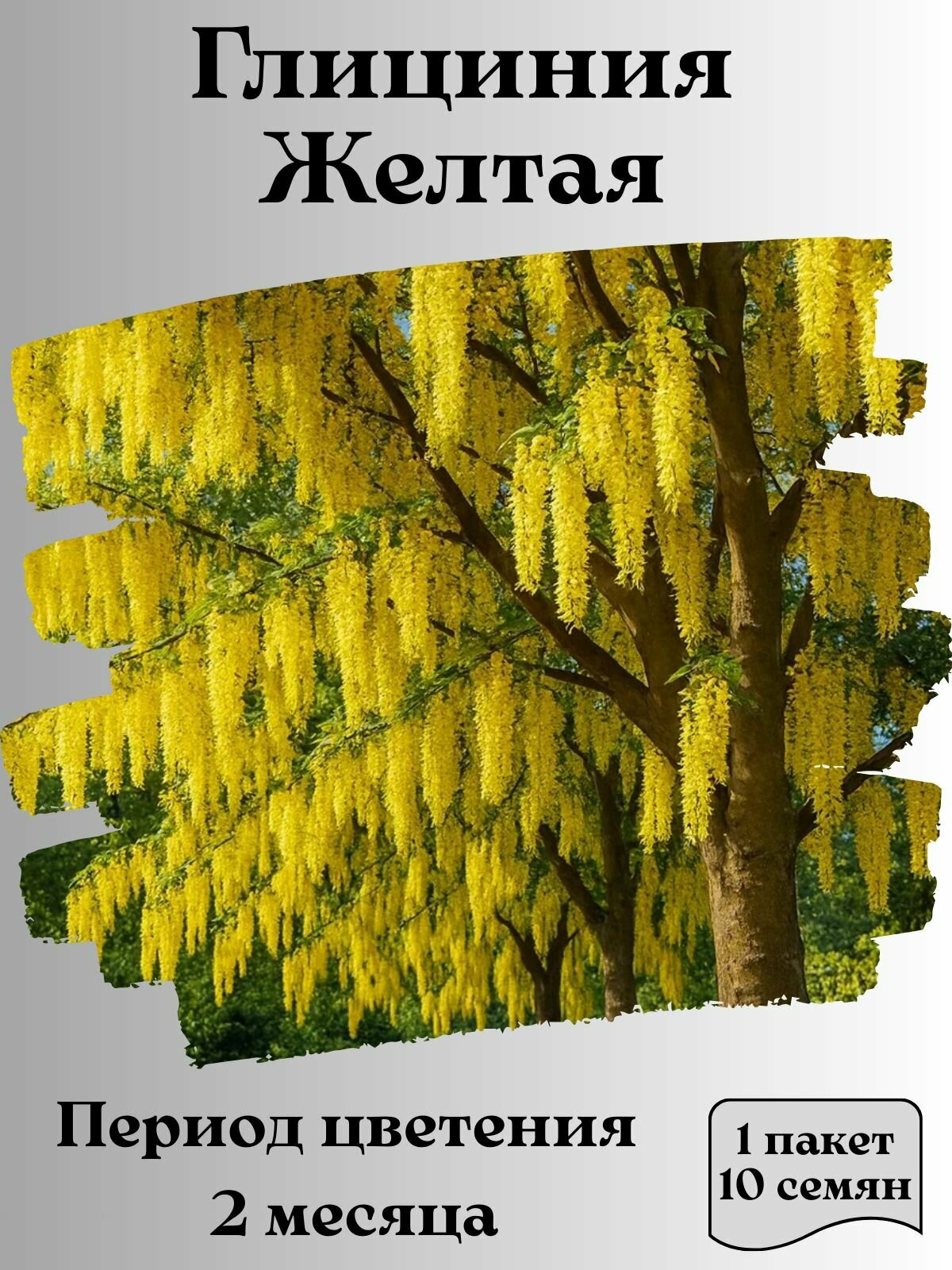 Глициния Желтая, 10 шт, 15 гр.