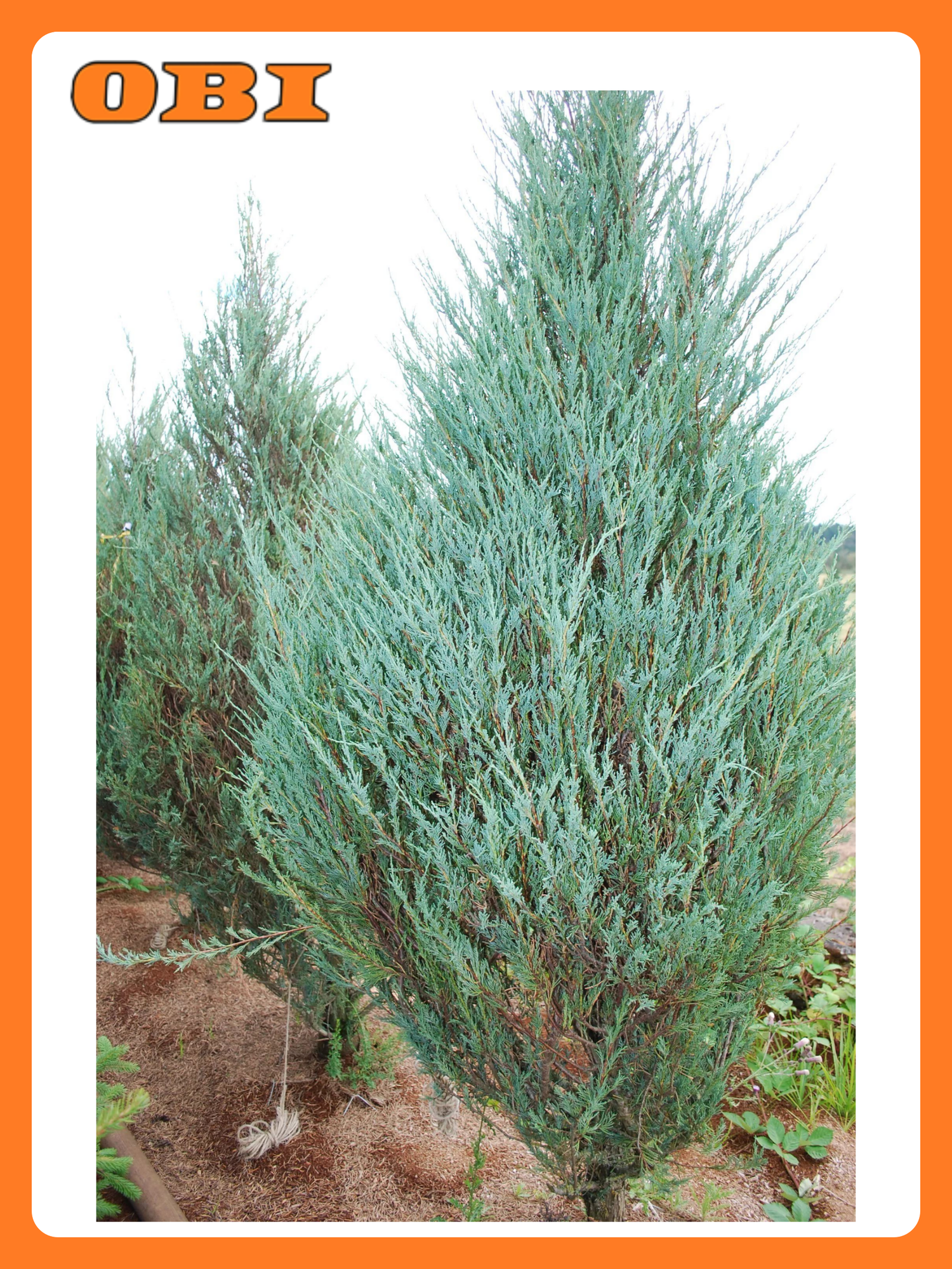 Можжевельник FLORA GROUP Мунглоу, 883769, многолетнее, хвойное, декоративное, 150 см