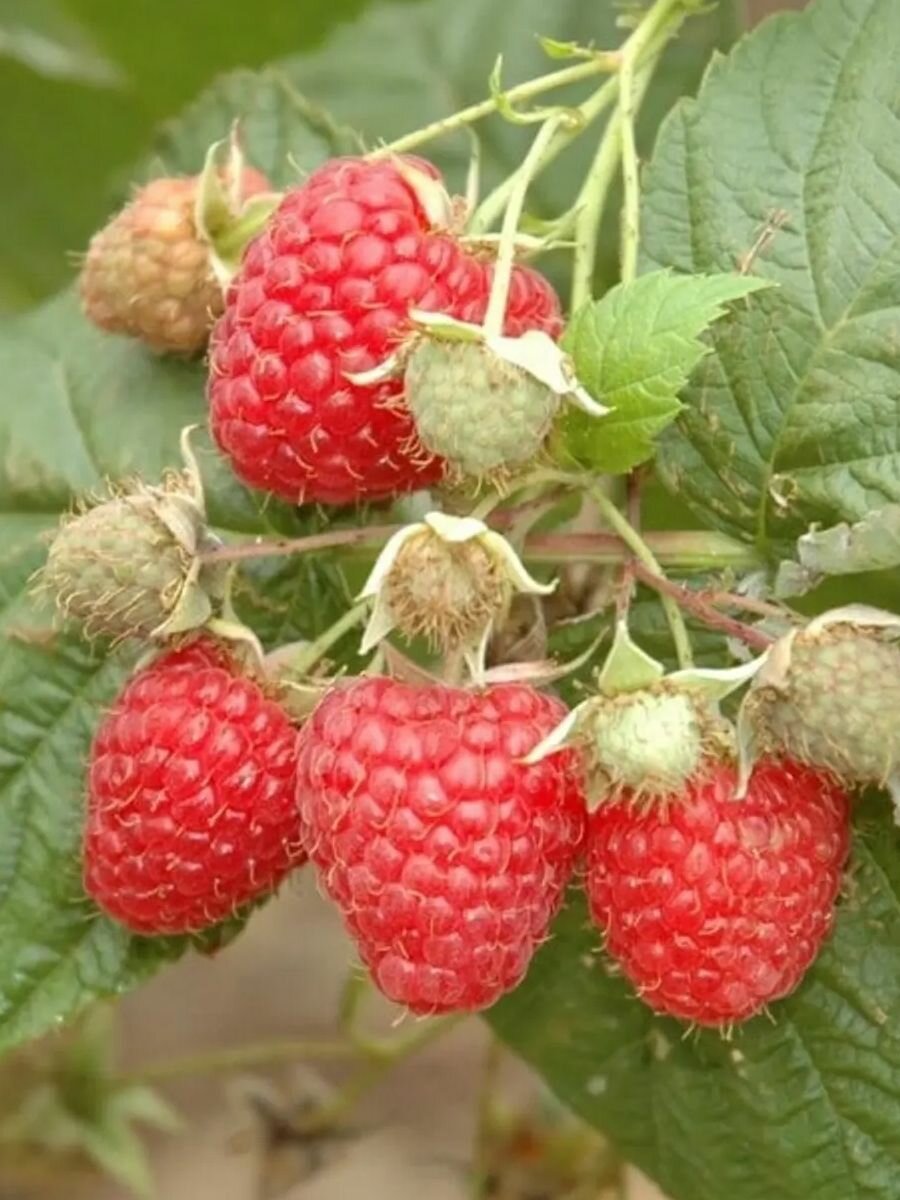 Малина ремонтантная Херитейдж, морозостойкий, высокоурозайный, для всех регионов, 3 шт