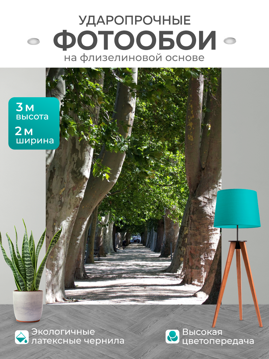 Фотообои моющиеся ударопрочные "Дорога, деревья, платан" 200x300 см. флизелиновые на стену