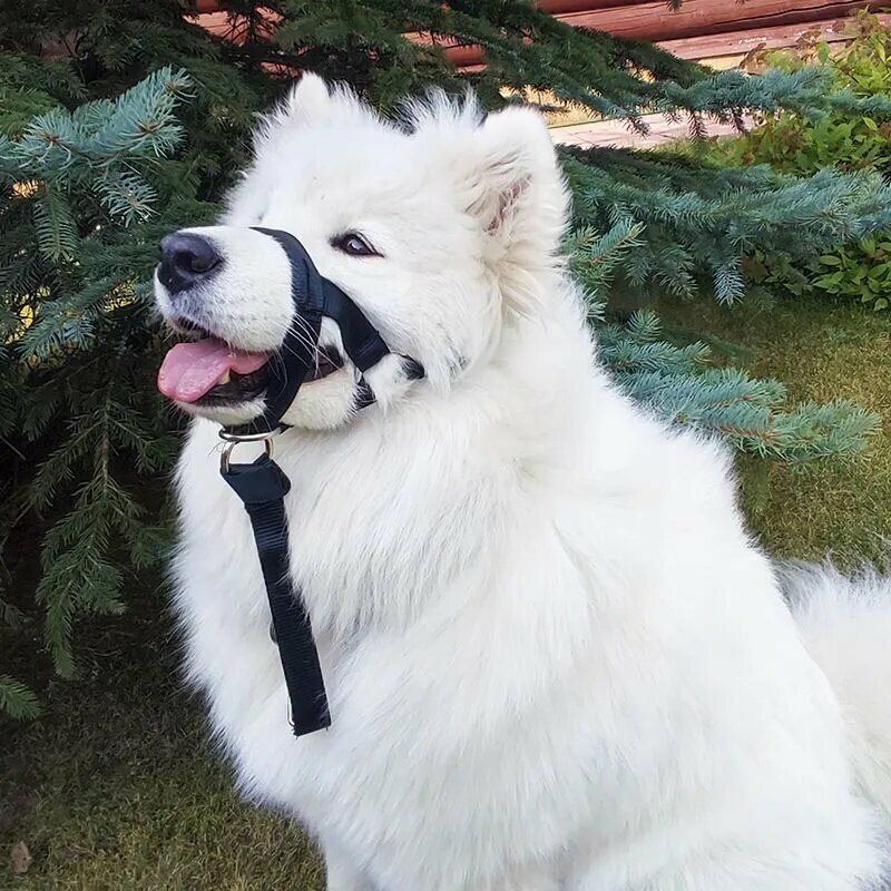 Халти, Недоуздок для собак с поводком-перестежкой, XXL, обхват шеи 47-62 см, чёрный