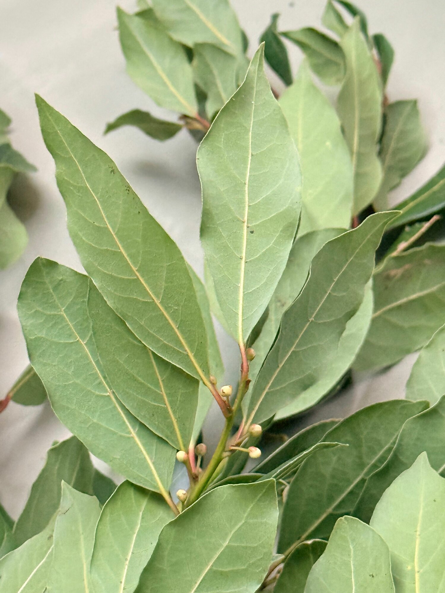 Лавровый лист