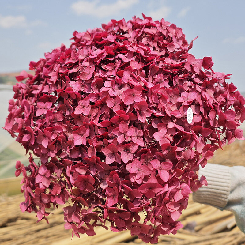 Вечная гортензия Анна, маленькие листья, цветное поглощение, отбеленный DIY цветочный материал, настоящий цветок, фабрика Юньнань, в наличии, оптовая продажа, сухой цветок