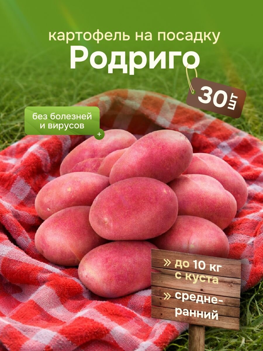 Картофель клубни на посадку Родриго 30шт "среднеранний"