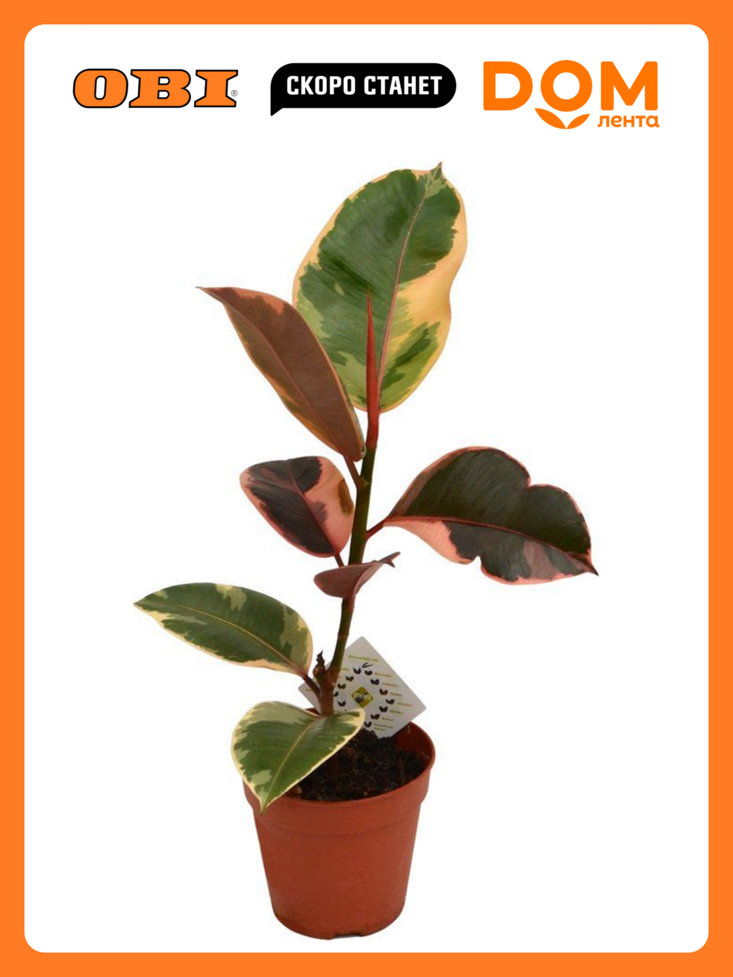 Фикус Эластика "Белиз", декоративно-лиственный, многолетнее, неприхотливый