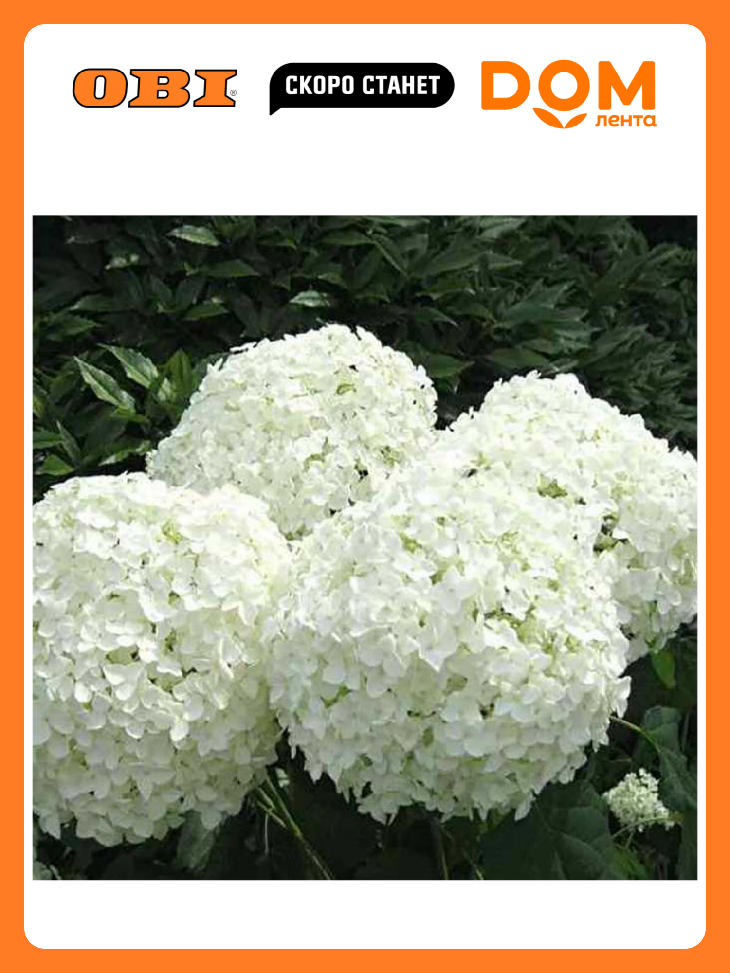 Саженец Гортензия древовидная Аннабель Blooming Life в тубе 1 шт