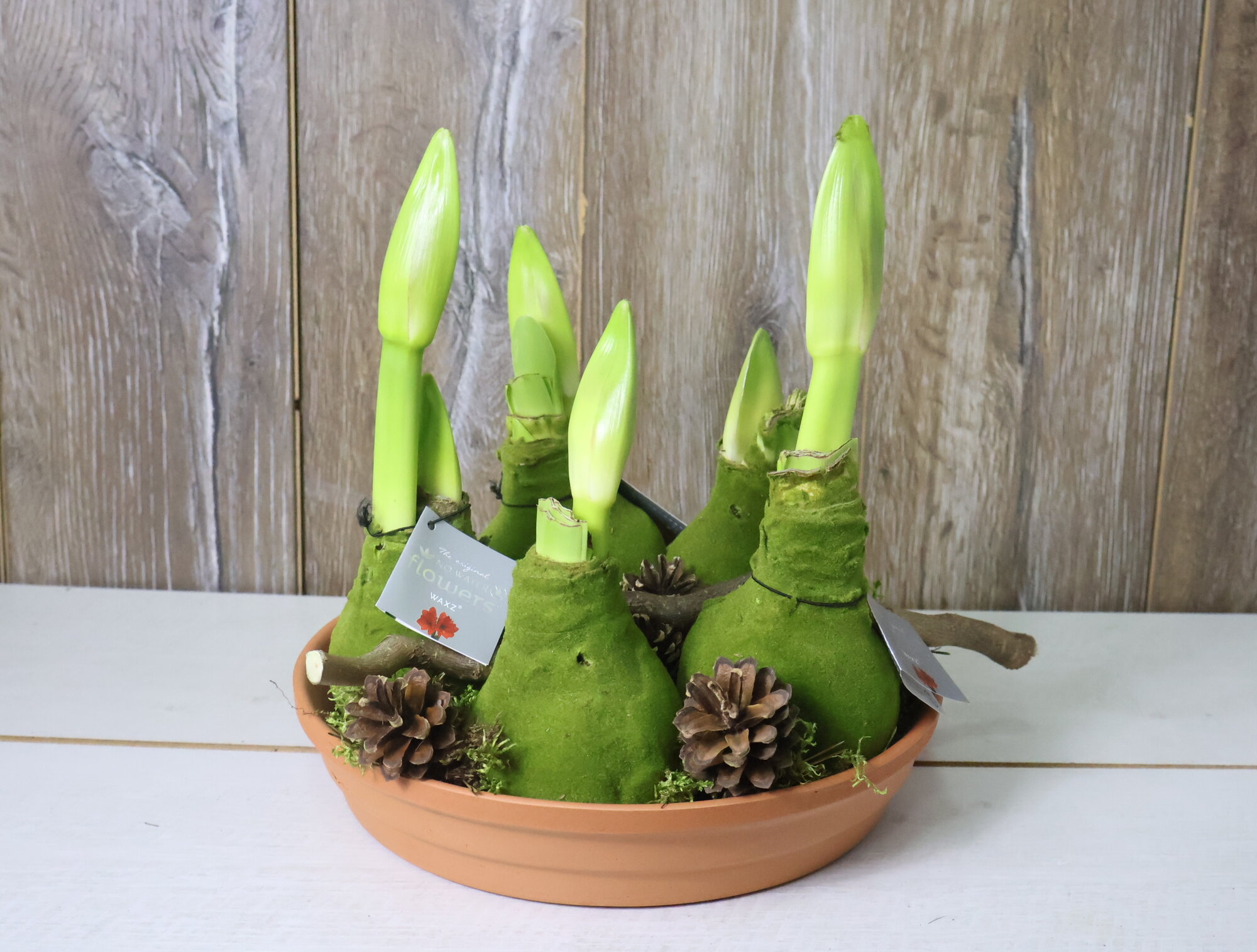 Тарелка с луковицами амариллиса в воске