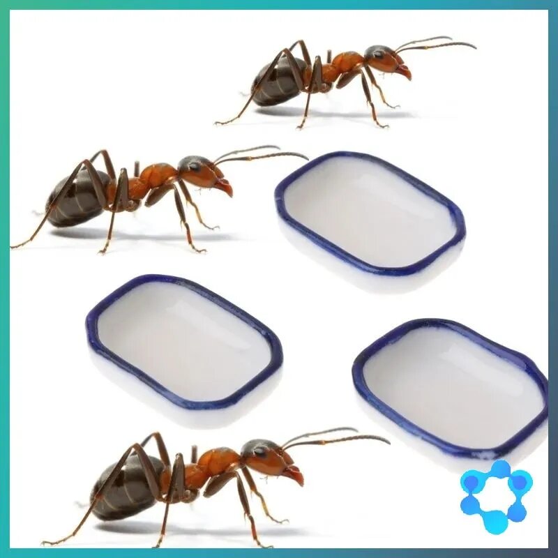 Муравьиная ферма