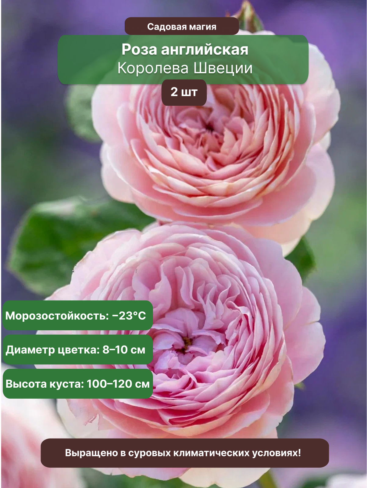 Роза английская Королева Швеции , 2 саж , многолетняя , розовая