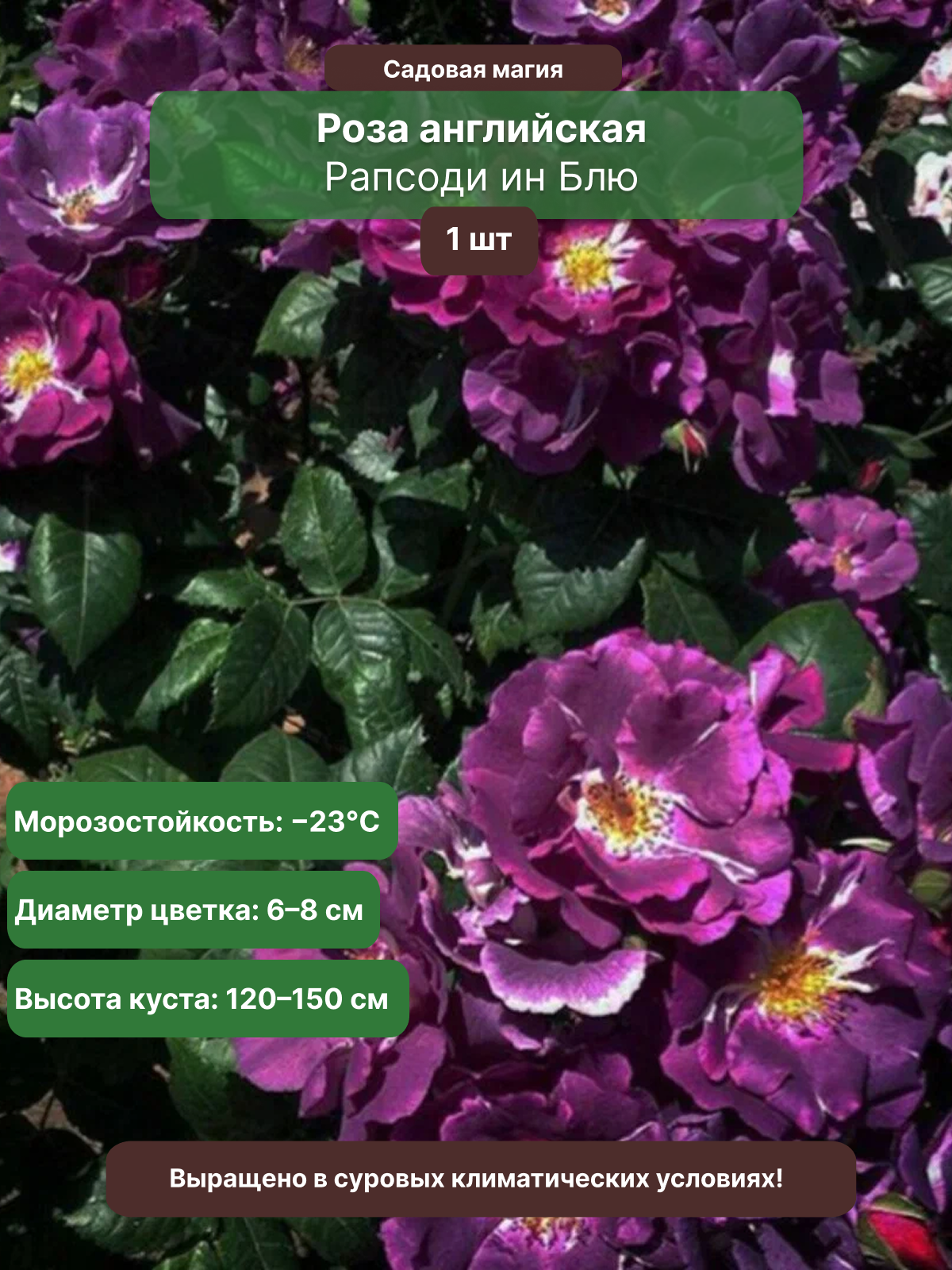 Роза английская Рапсоди ин Блю (Rhapsody in Blue) / 1 шт, повторноцветущий сорт