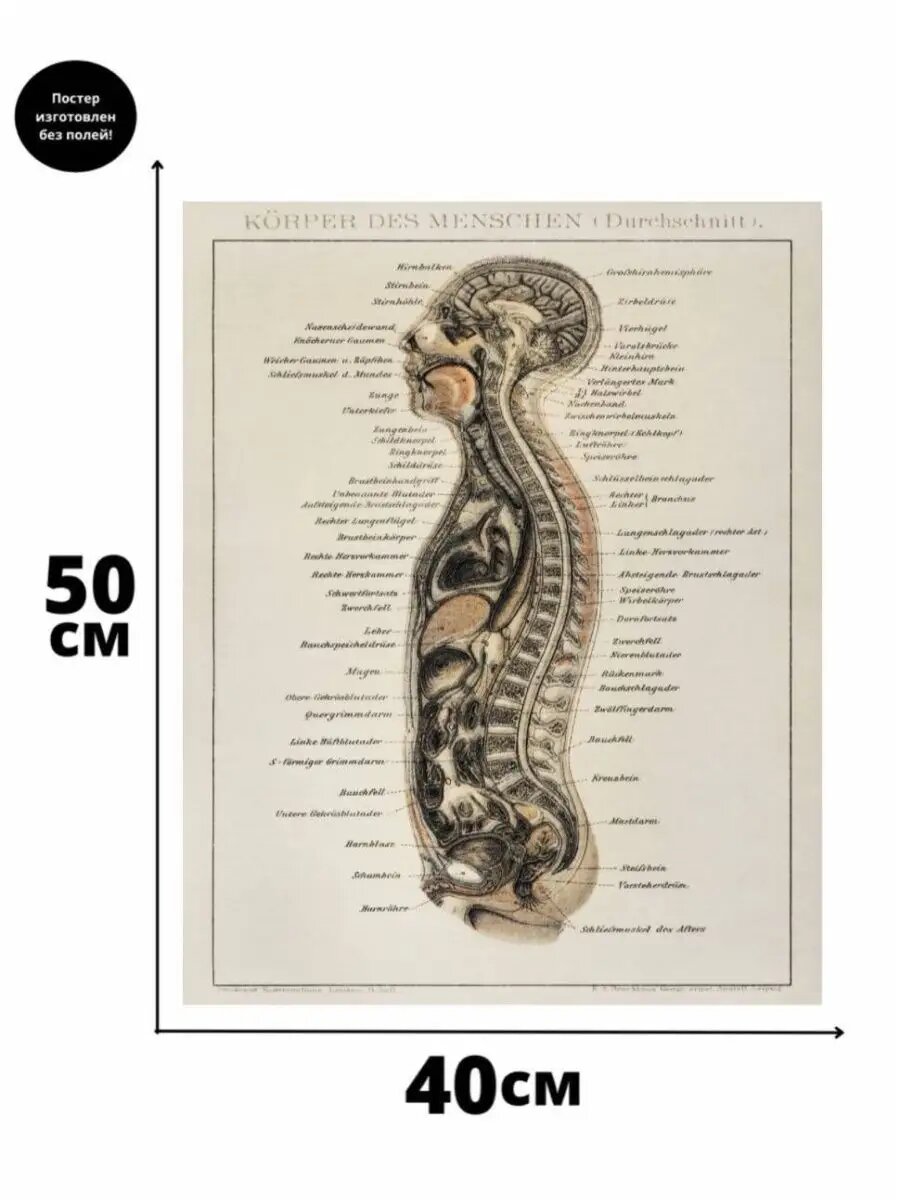 Постер скелет анатомия человек