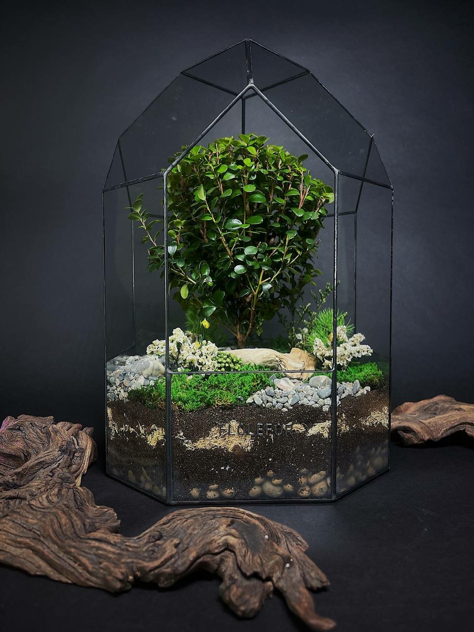 Флорариум с мирсиной африканской от Flolefor "Сад души", бонсай, 20х20х30 см (ДхШхВ)