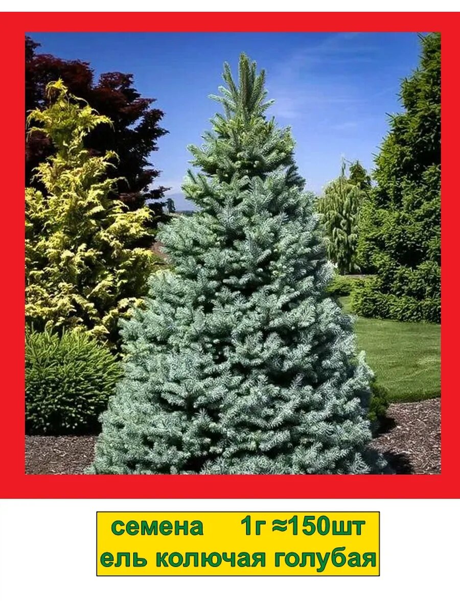 Семена Ель колючая голубая 1г ~150шт