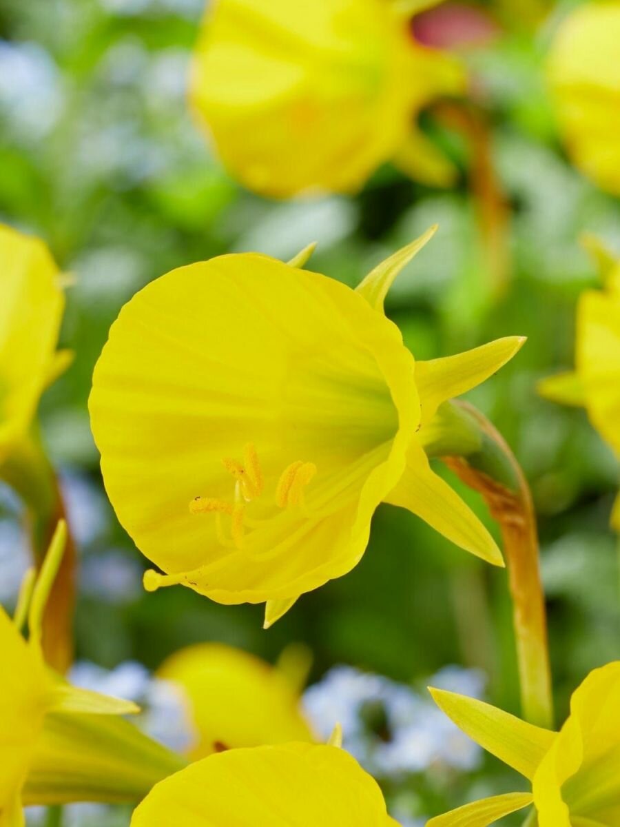 Нарцисс луковицы мини Голден Беллс 5 шт, высота 20 см, многолетник