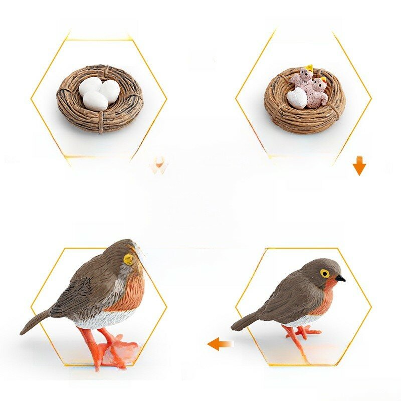 Bird lifecycle model pvc образовательная модель птица для детей учебные занятия