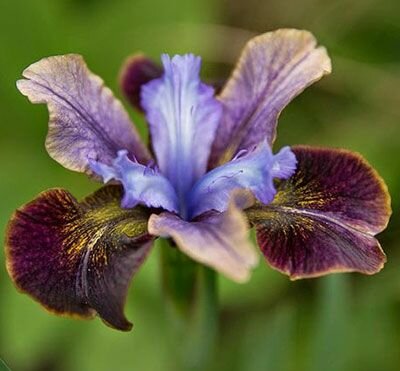 Ирис сибирский Блэк Джокер 1шт луковицы, клубни, корни цветов