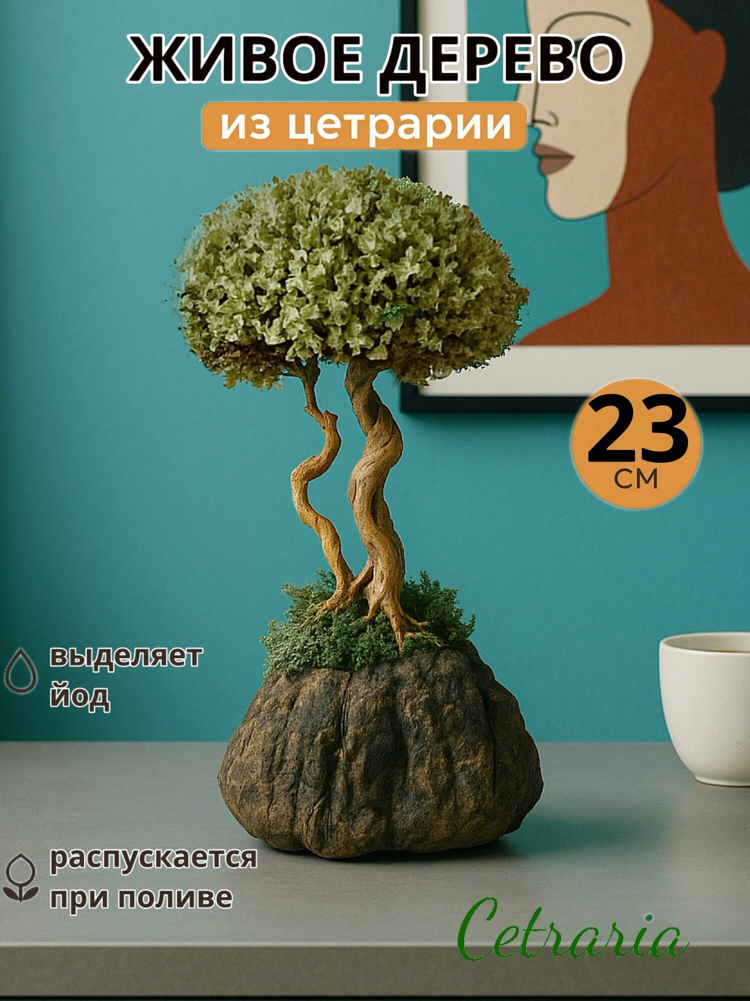 Дерево бонсай из мха цетрарии. Живой сухоцвет