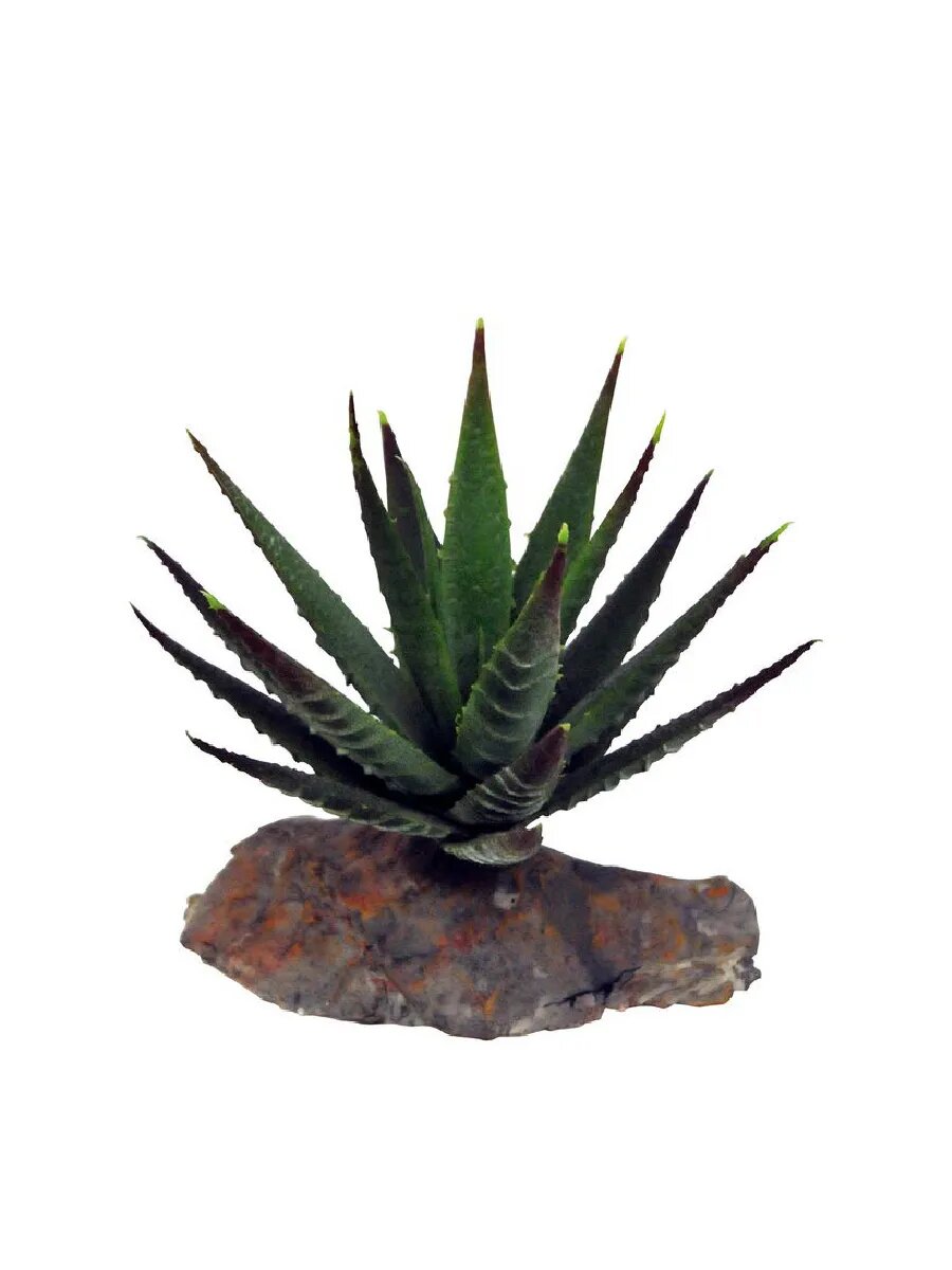Декоративное растение для террариумов Tiger Aloe "Tiger Aloe", 8 см