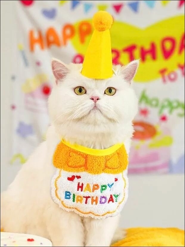 Ошейник и колпак праздничный костюм на День Рождения кота и собаки