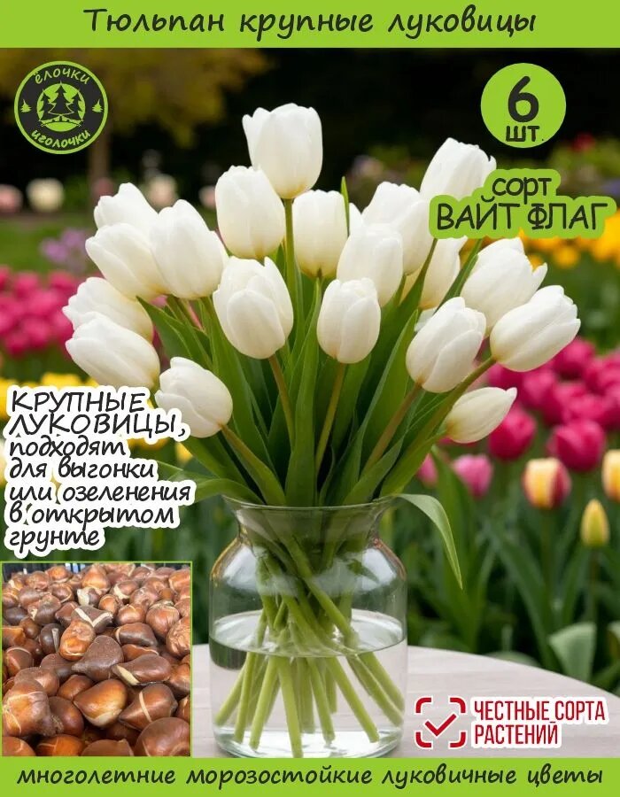 Тюльпан Луковица Вайт Флаг 6 шт крупные