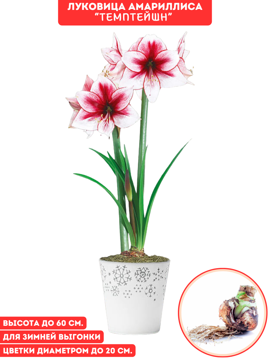 Амариллис «Темптейшн», бело-красный, 50/60 см, луковица готовая к посадке - 1 шт.