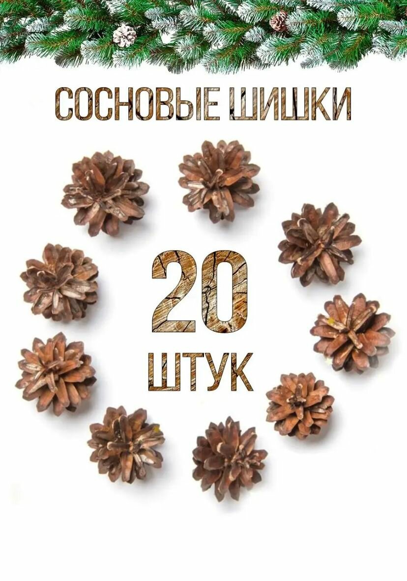 Сосновые шишки набор 20 шт для декора и поделок 3-6 см