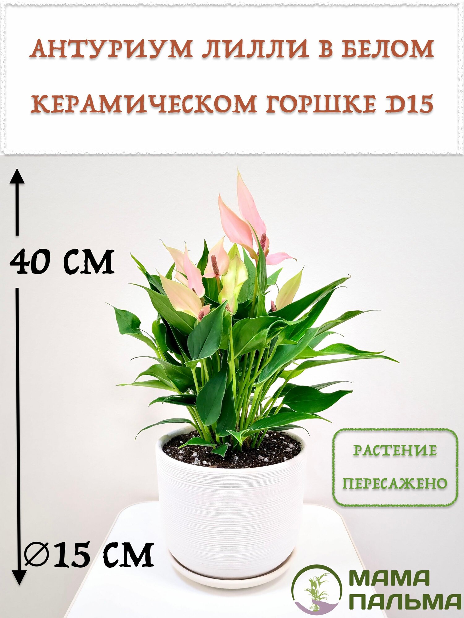 Живое растение Антуриум Лилли в белом керамическом горшке D15 высота 40 см