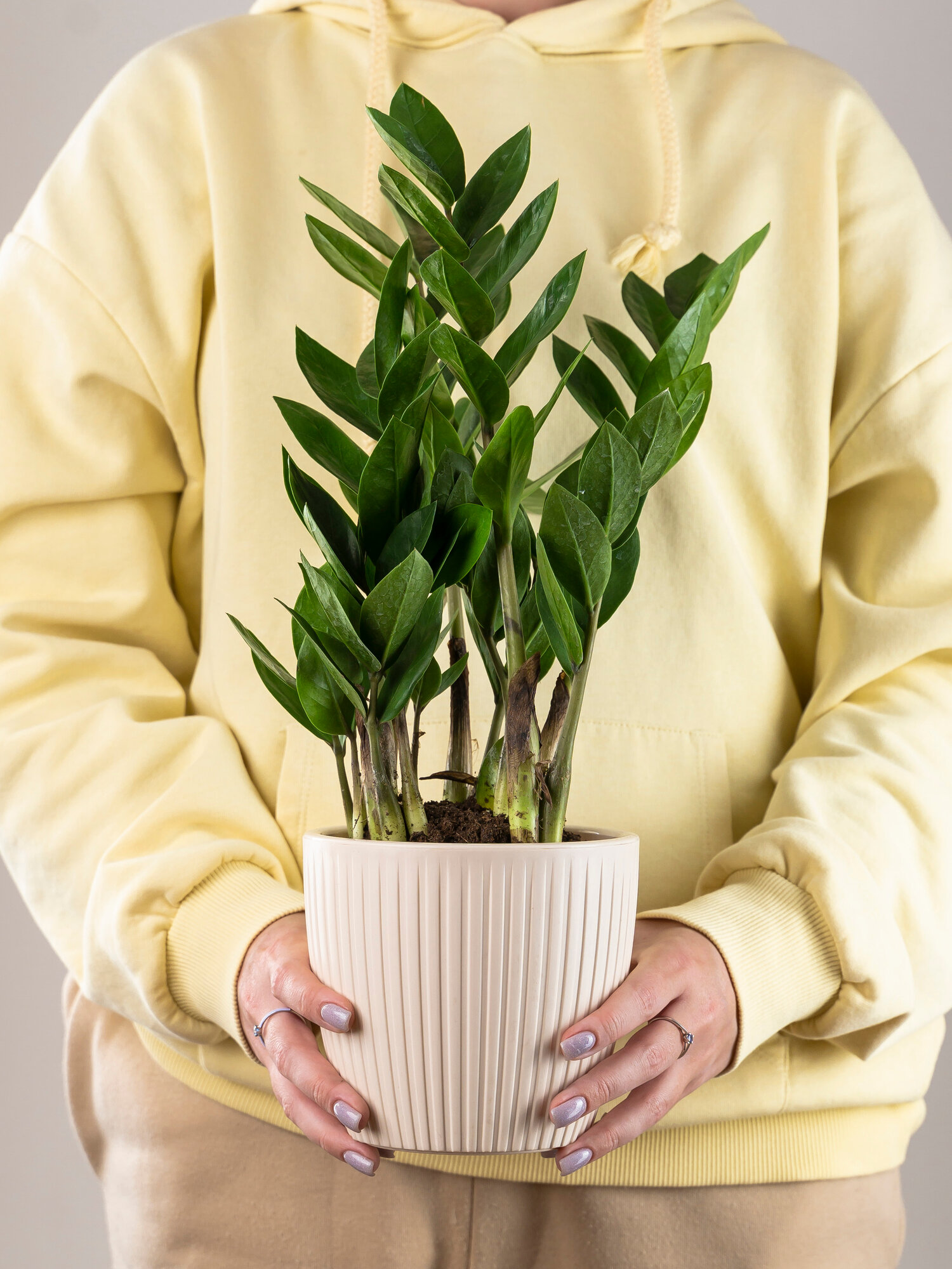 Geo Glass: Замиокулькас в горшке , долларовое дерево в интерьерном кашпо 30-35 см