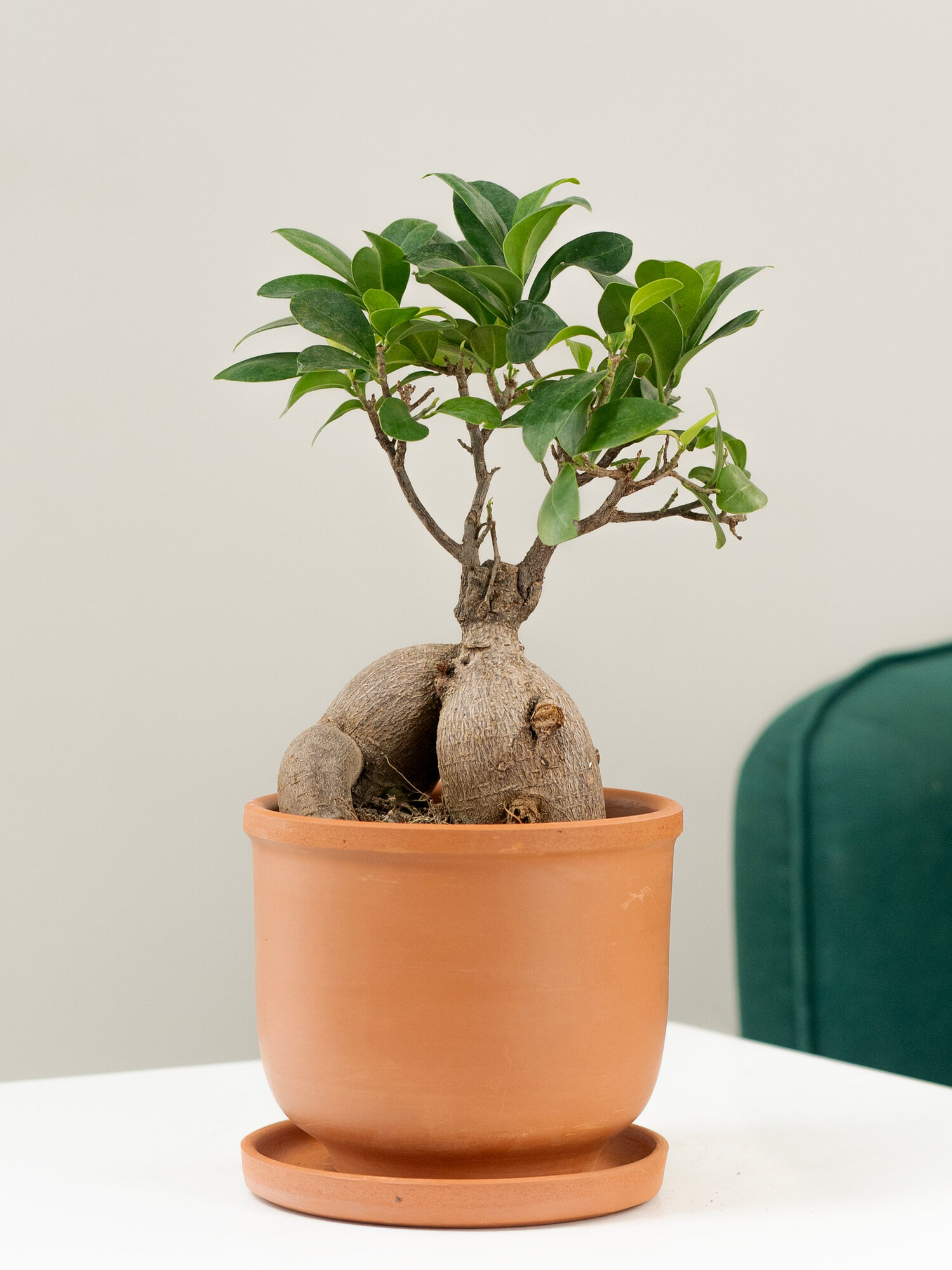 Geo Glass: Дерево бонсай в керамическом кашпо , комнатное растение в горшке 30-35 см