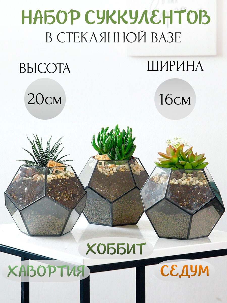 Geo Glass: Суккуленты домашние , набор растений в стеклянных кашпо 3 шт , подарок