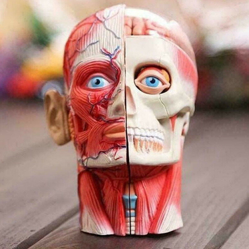 Модель анатомии человеческой головы череп мозг 4d реалистичная для школы и клинического обучения