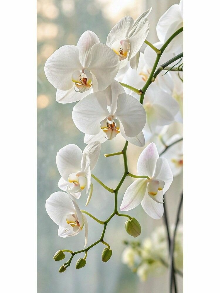 Алмазная картина "Белые цветы орхидеи" / Алмазная вышивка / Круглые стразы 40х50 см