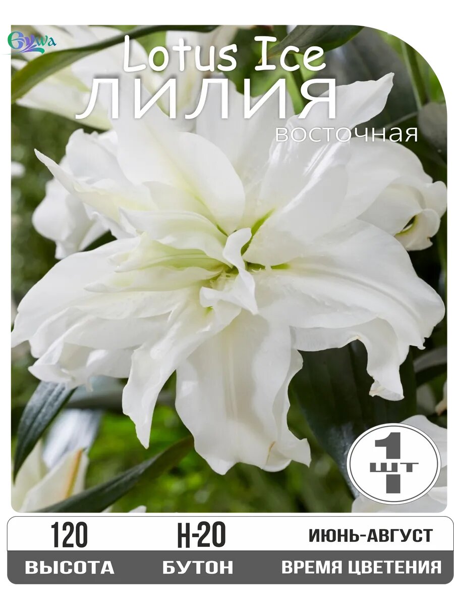 Лилия луковицы многолетние Лотус Айс, восточные, 1шт.