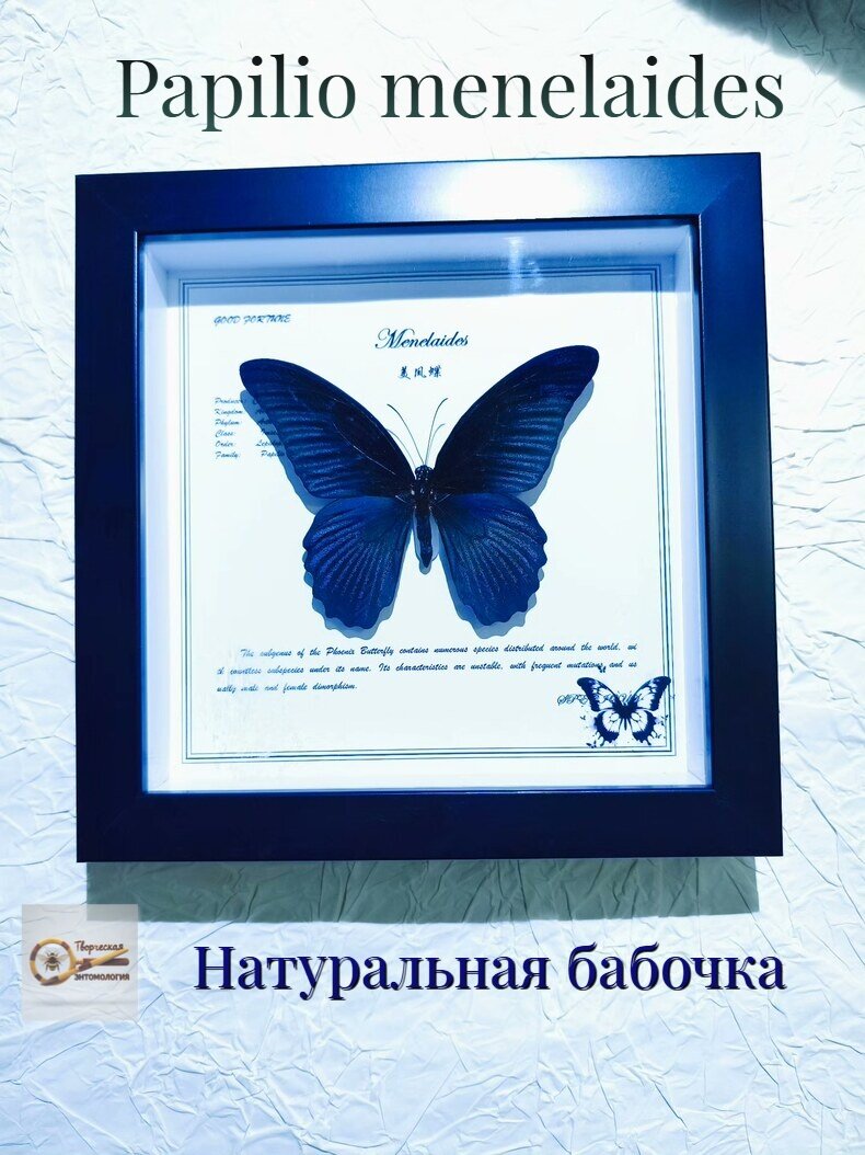 Бабочка Papilio menelaides в стеклянной рамке, коллекционный декор