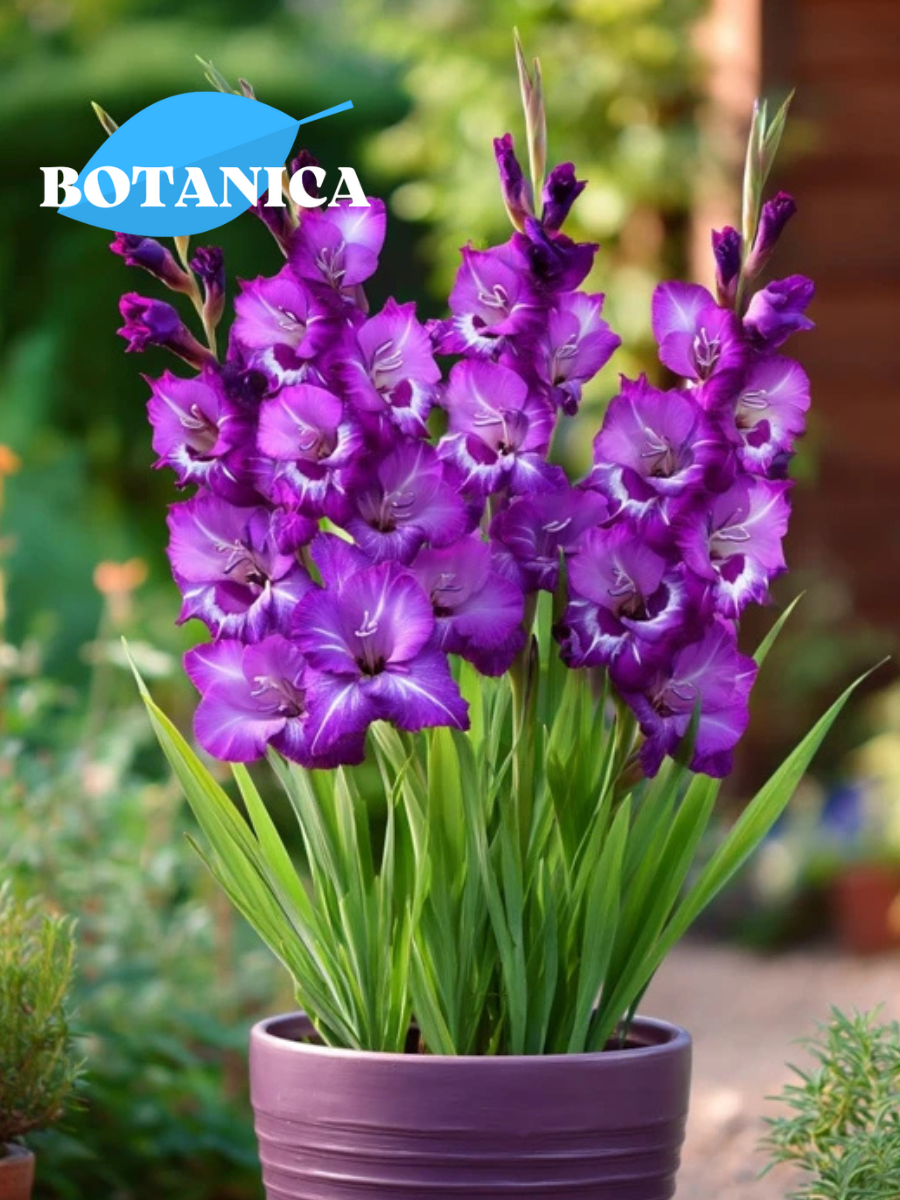 Клубни цветов , botanica garden , Гладиолус Блю Айл (3 луковицы)