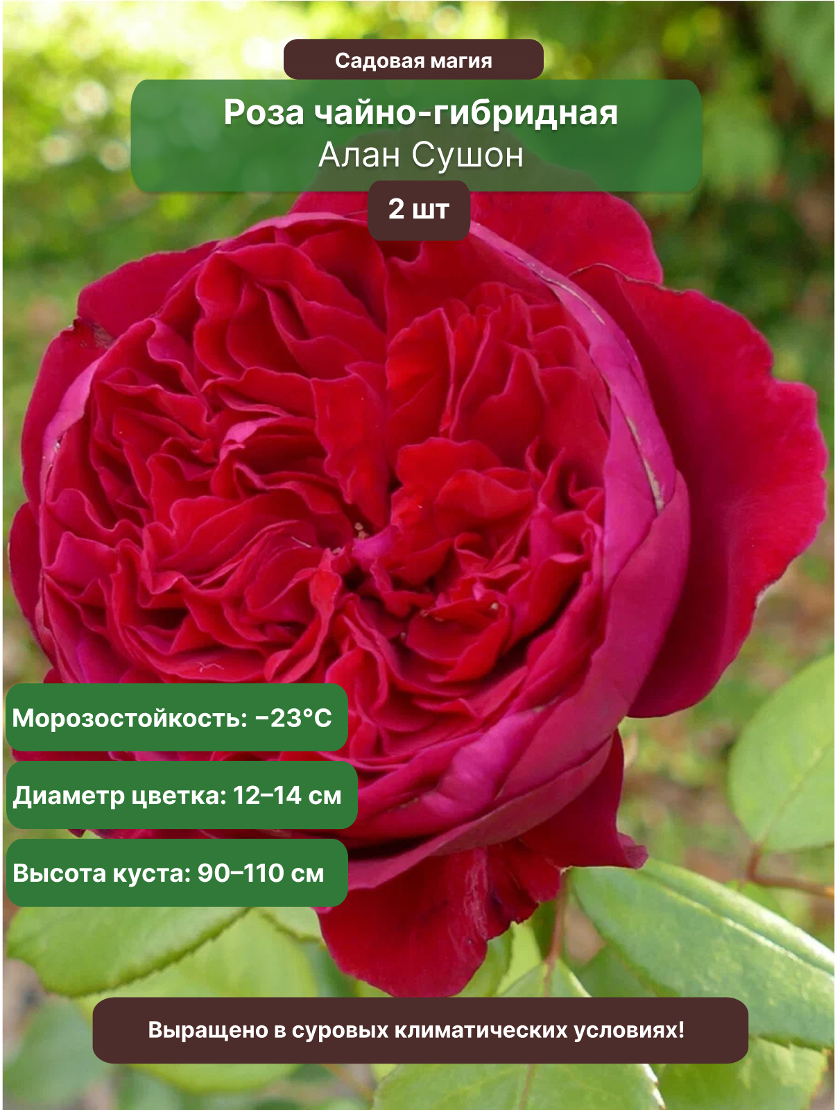 Роза Алан Сушон, чайно-гибридный сорт, высота 30 см, красная, 2 шт