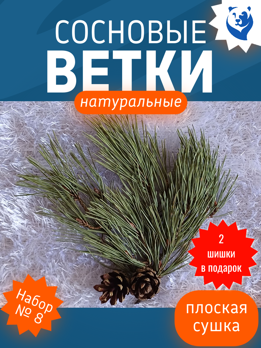 FashionProduct Сосновые ветки натуральные с иголками, плоская сушка, набор № 8, 6 шт.