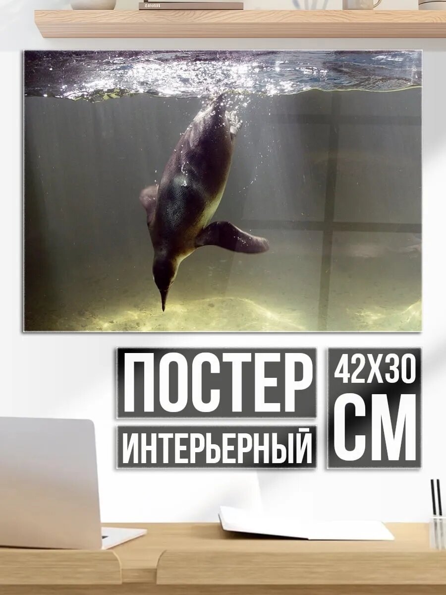 Плакат постер Пингвин ныряет