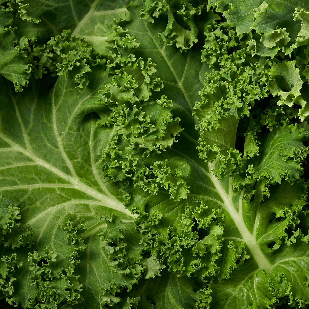 Капуста Кейл, 50 грамм, контейнер, мытая, от +2 до +6 градусов