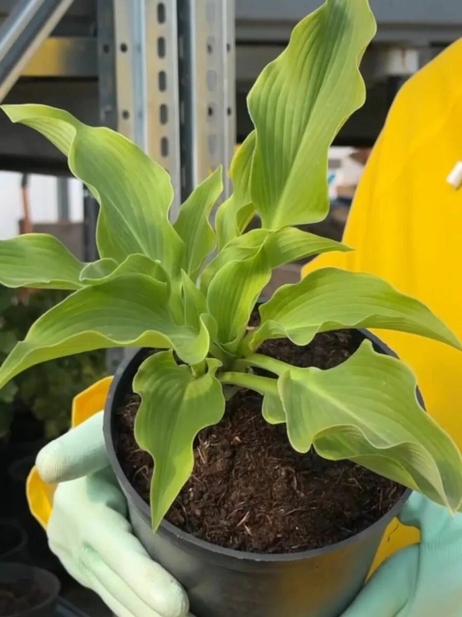 Хоста без сорта