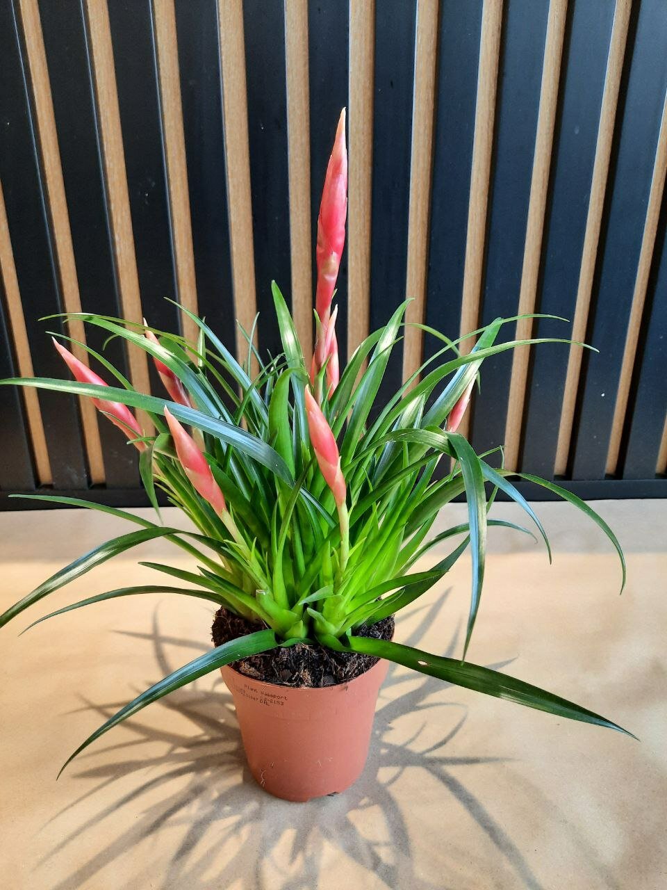 Комнатное растение Вриезия "Астрид", Цветочная Лавка, высота 40 см